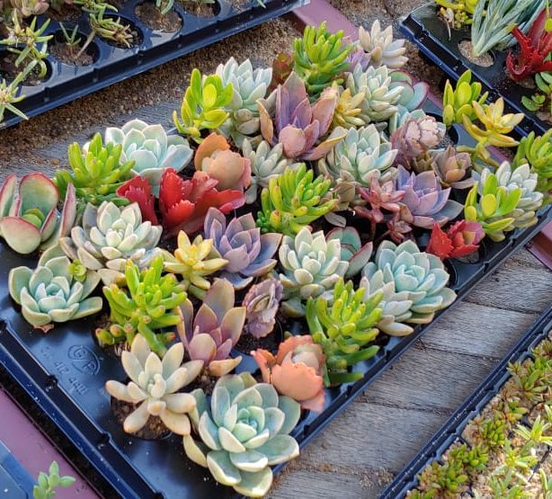 Succulent Trays - Wholesale Succulents / Vetplante - Johannesburg ...