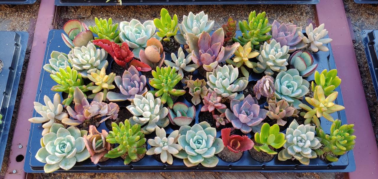 Succulent Trays - Wholesale Succulents / Vetplante - Johannesburg ...
