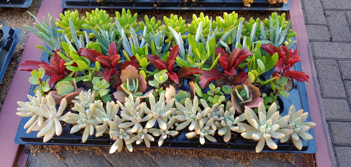 Succulent Trays - Wholesale Succulents / Vetplante - Johannesburg ...