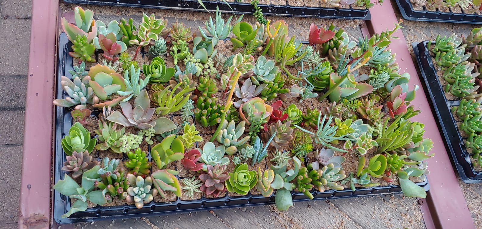 Succulent Trays - Wholesale Succulents / Vetplante - Johannesburg ...